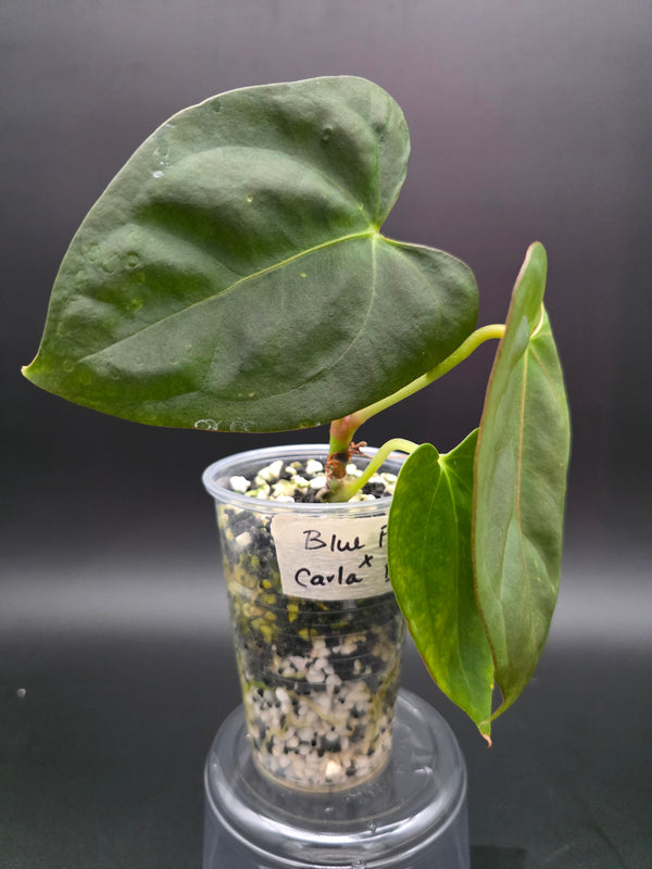 Anthurium Blue Papi x Carla Blackiae -EXACT PLANT- Rare Velvet Anthuri ...